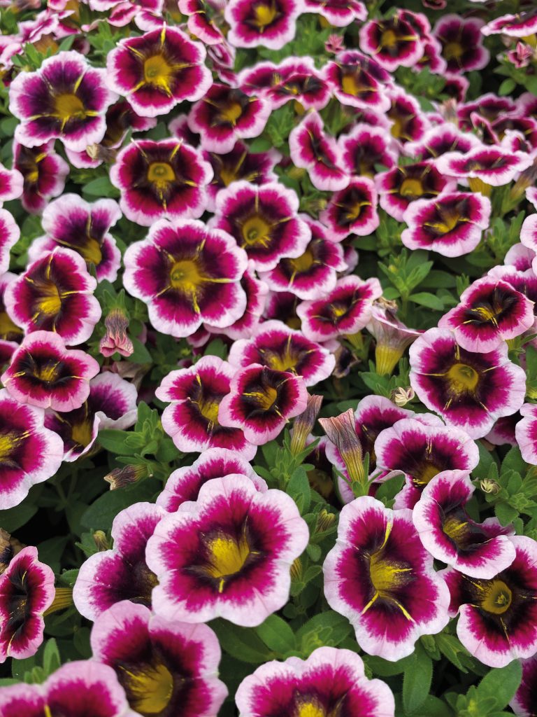 Calibrachoa Calitastic Tricolor Pink | Plant Source International