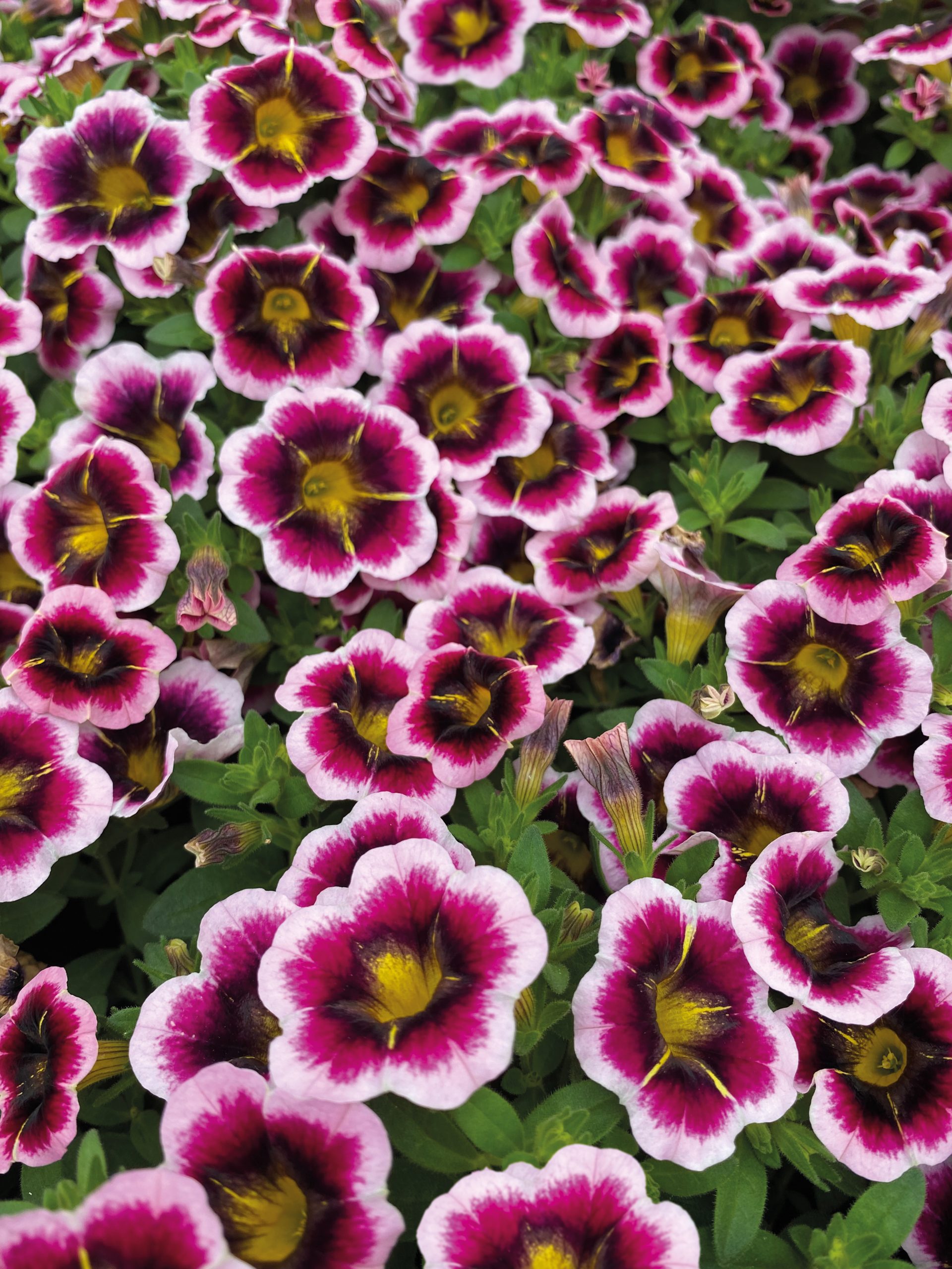 Calibrachoa Calitastic Tricolor Pink | Plant Source International