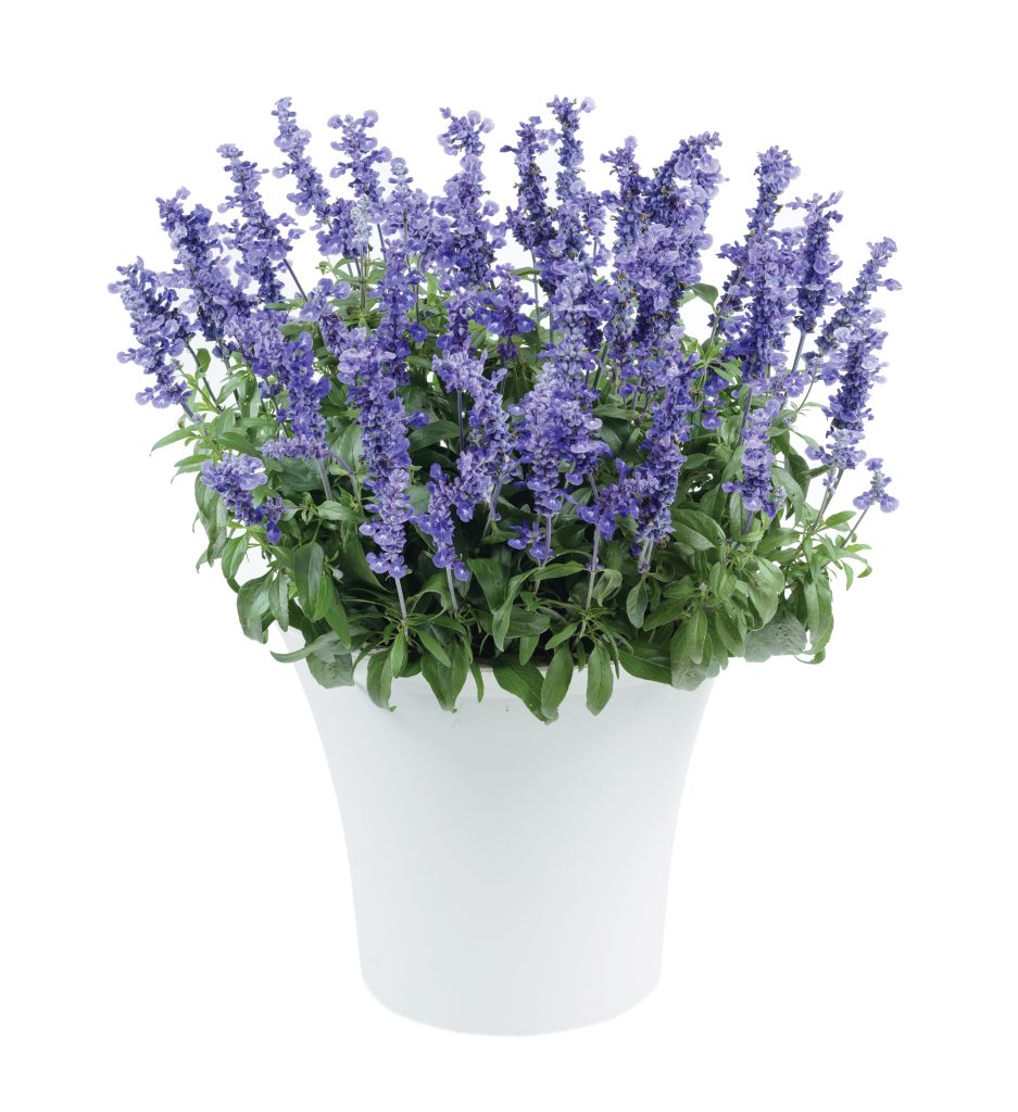 Broker Network - Plant Source International